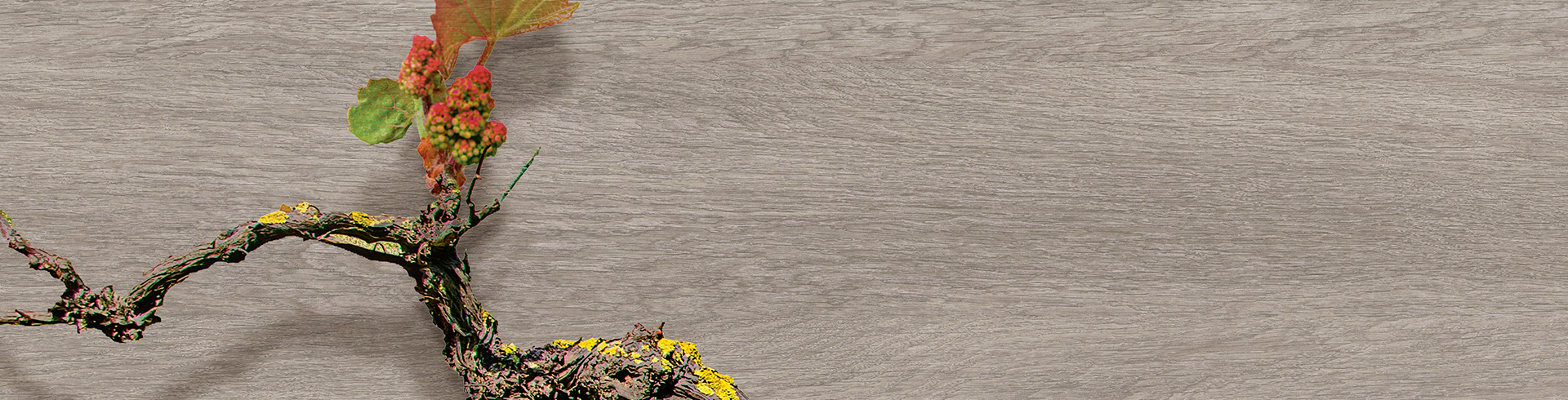 SYNCRON COLLECTION | Lioher